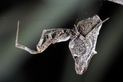 Social Hackled Orb-weaving Spider - Queensland Museum