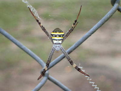 St Andrew's cross spiders - Queensland Museum