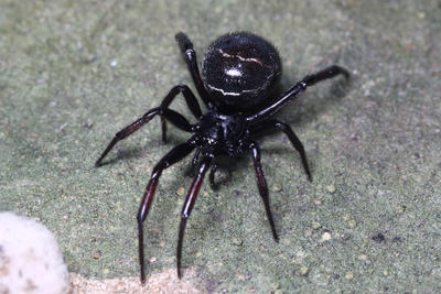 False Widow Spiders - Queensland Museum