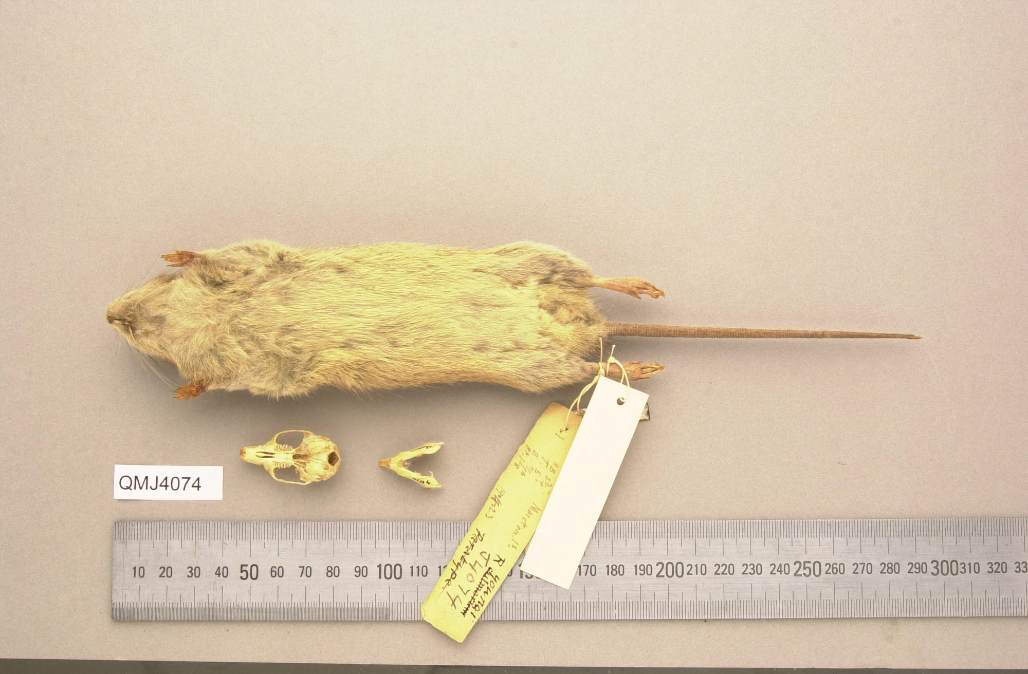 Rattus tunneyi; J4074 - Queensland Museum
