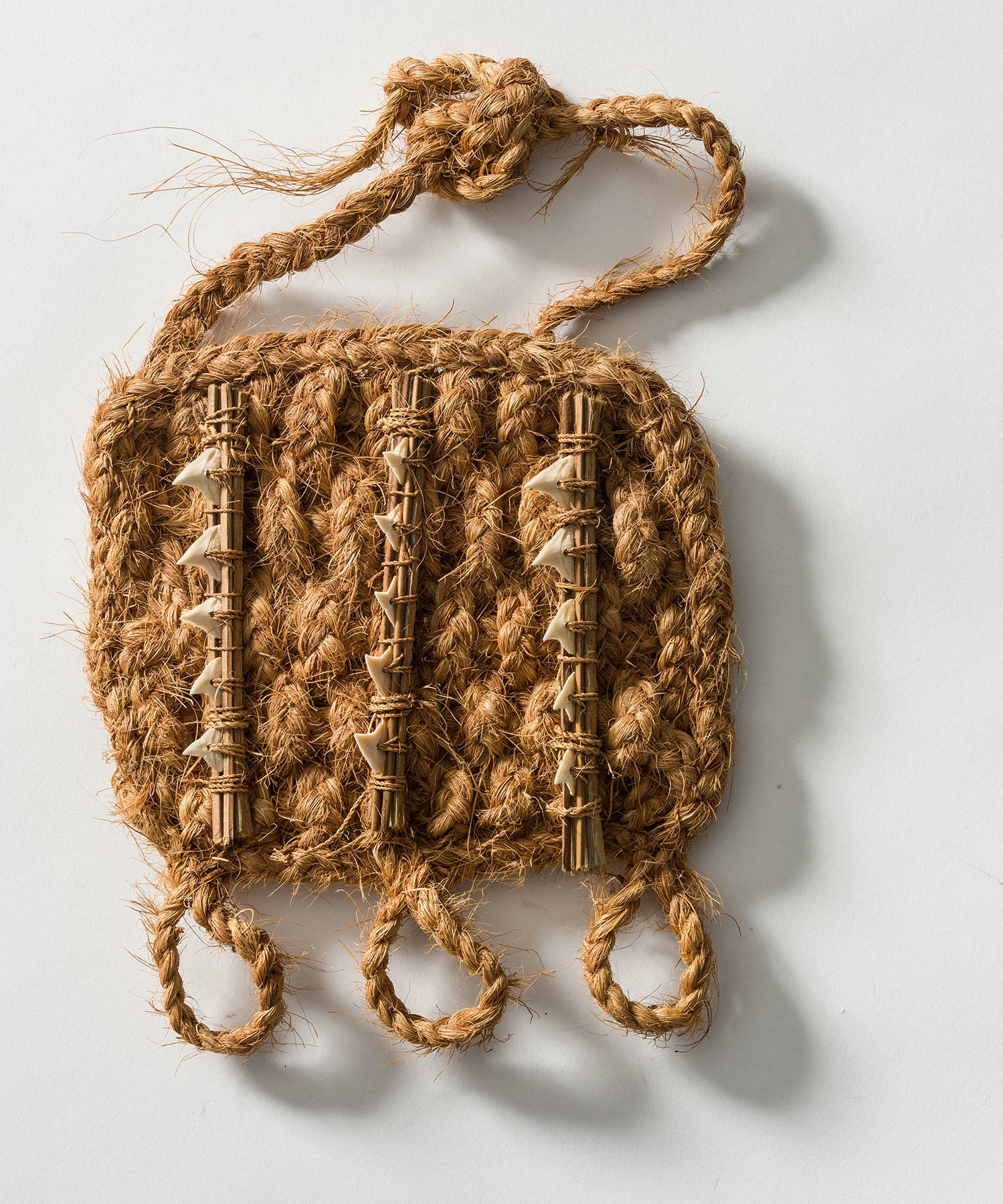 Fighting gauntlet-sharkstooth; E13172 - Queensland Museum