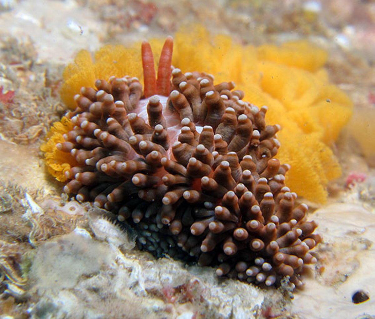 Tenellia sp. 41; MO85961 - Queensland Museum