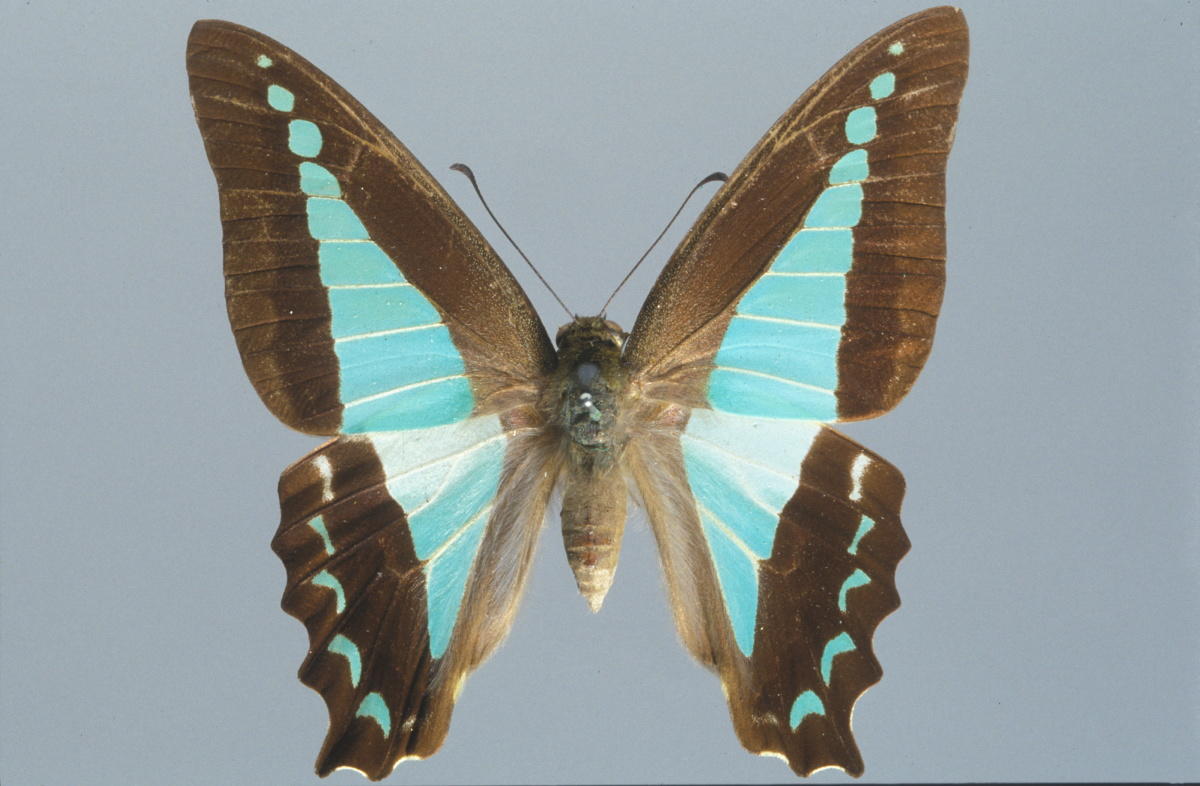 Blue Triangle - Queensland Museum