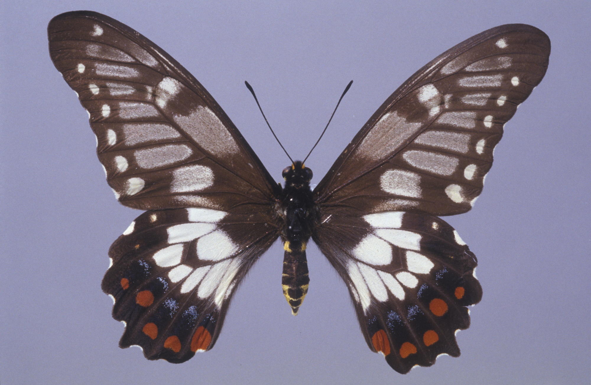 Dainty Swallowtail - Queensland Museum