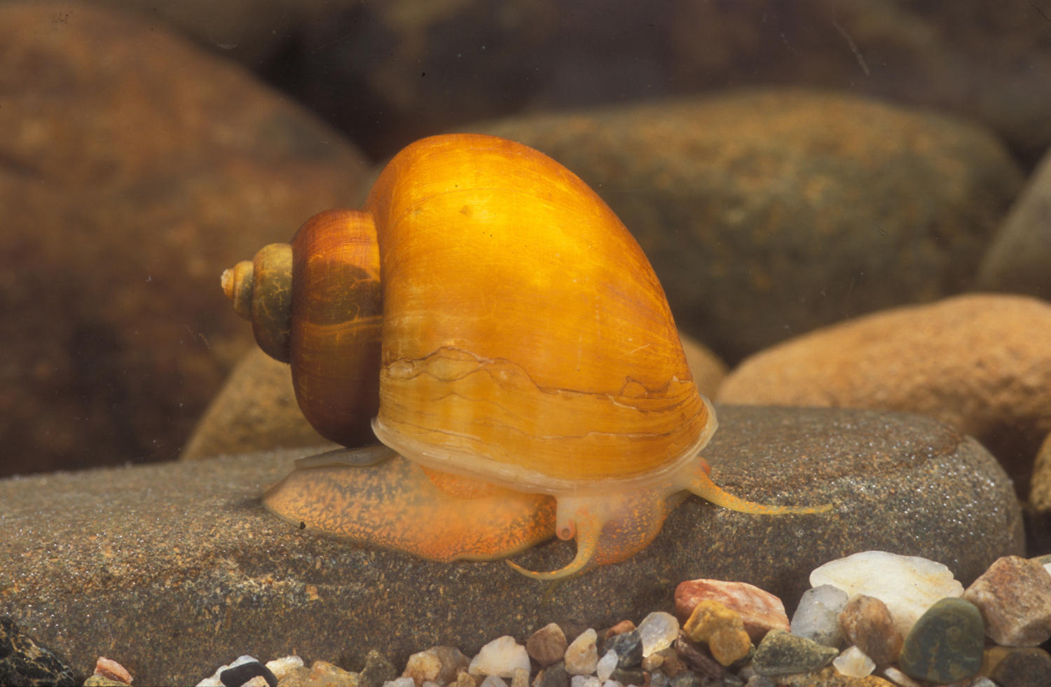 Spike-top Apple Snail - Queensland Museum