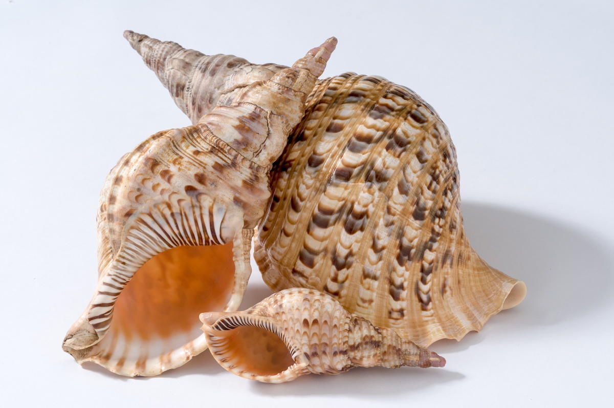 Giant Triton - Queensland Museum