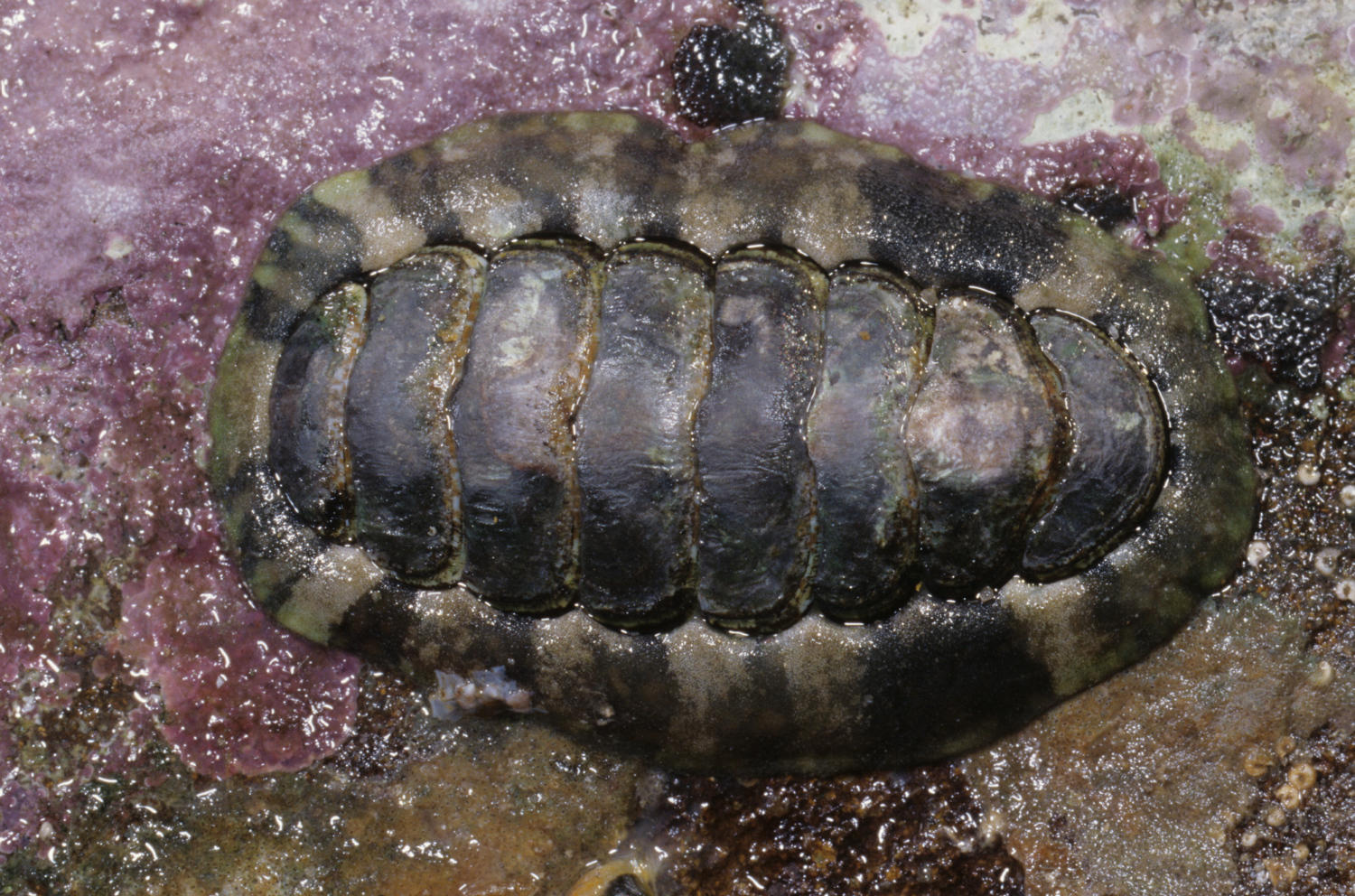 Oak Chiton - Queensland Museum
