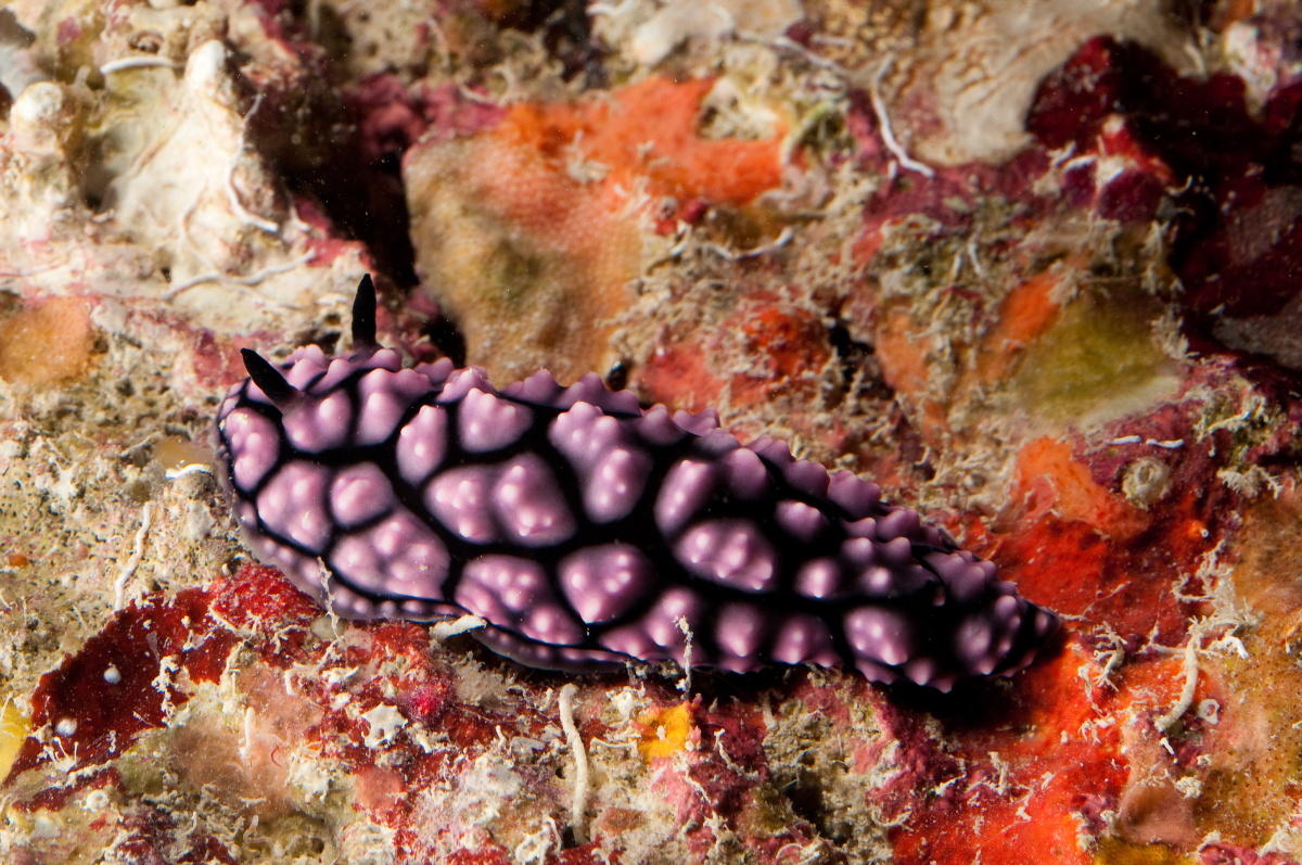 Pustulose Phyllidiid - Queensland Museum