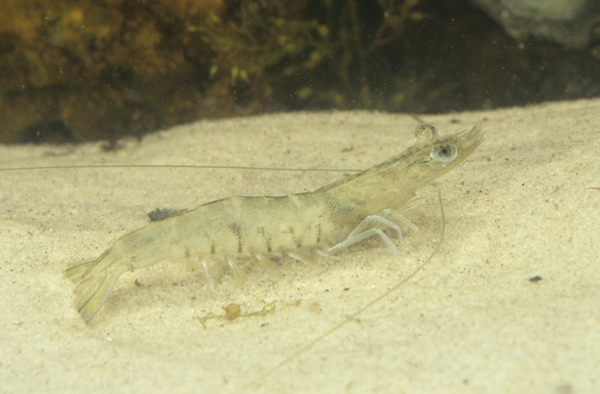 Eastern King Prawn - Queensland Museum