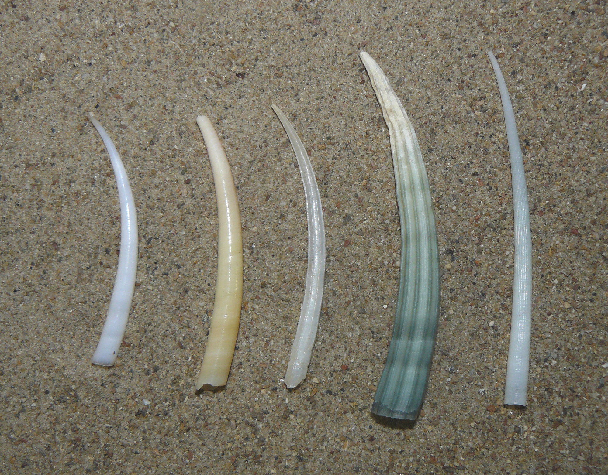 Tusk Shells - Queensland Museum