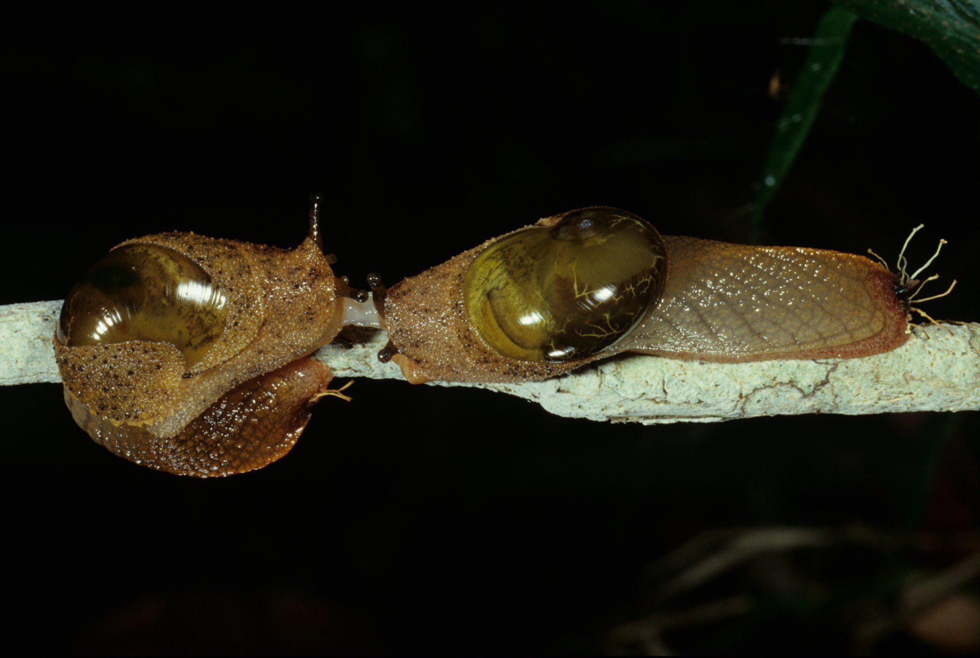 Fine-speckled Semi-slug - Queensland Museum