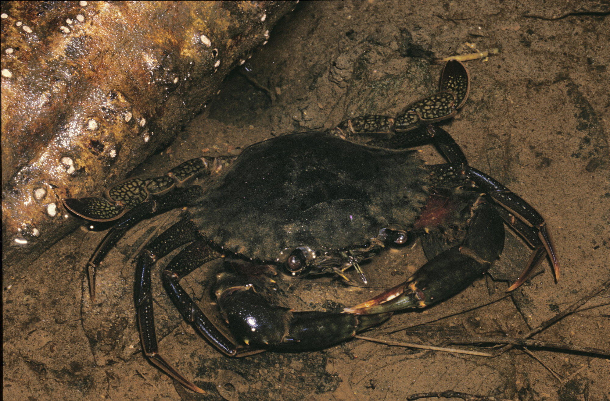 Mud Crab Queensland Museum Mud Crab Queensland Museum