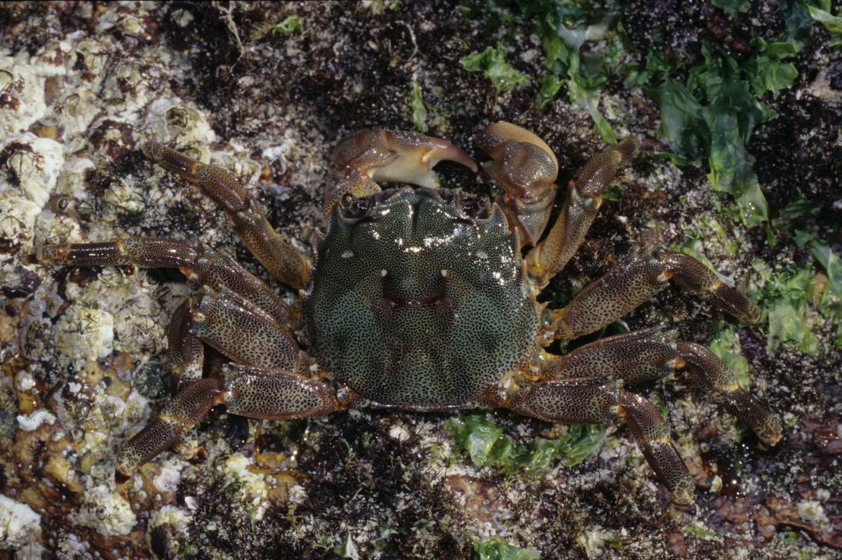 Shiny Bait Crab - Queensland Museum