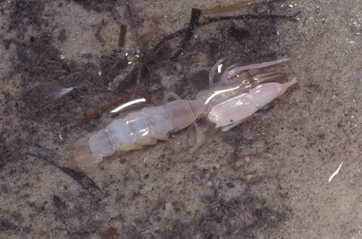 Yabby or Ghost Nipper - Queensland Museum