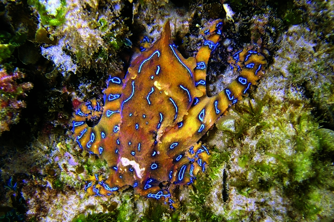 Blue-lined Octopus - Queensland Museum