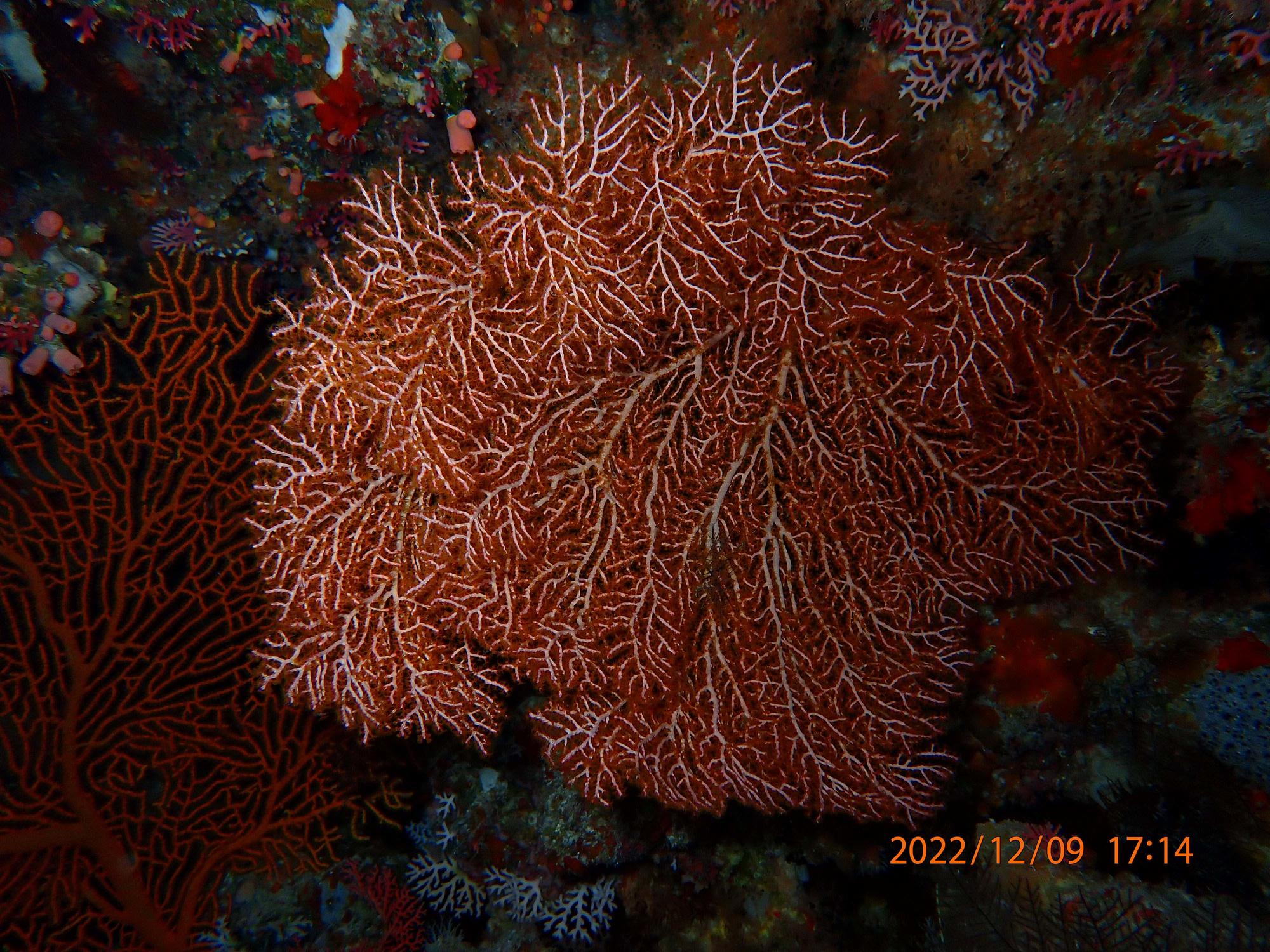 Paracis; G340320 - Queensland Museum