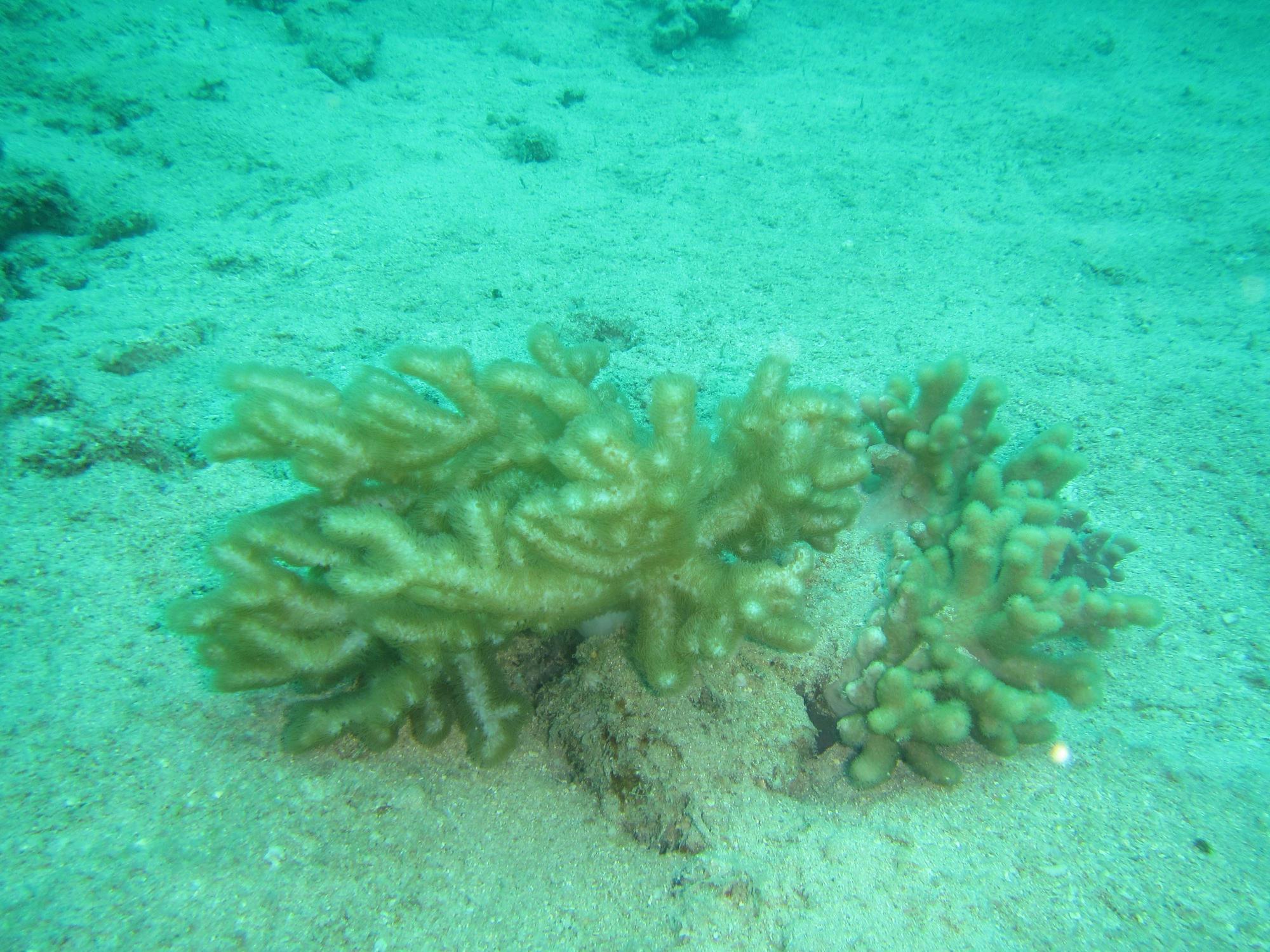 Klyxum; G339827 - Queensland Museum