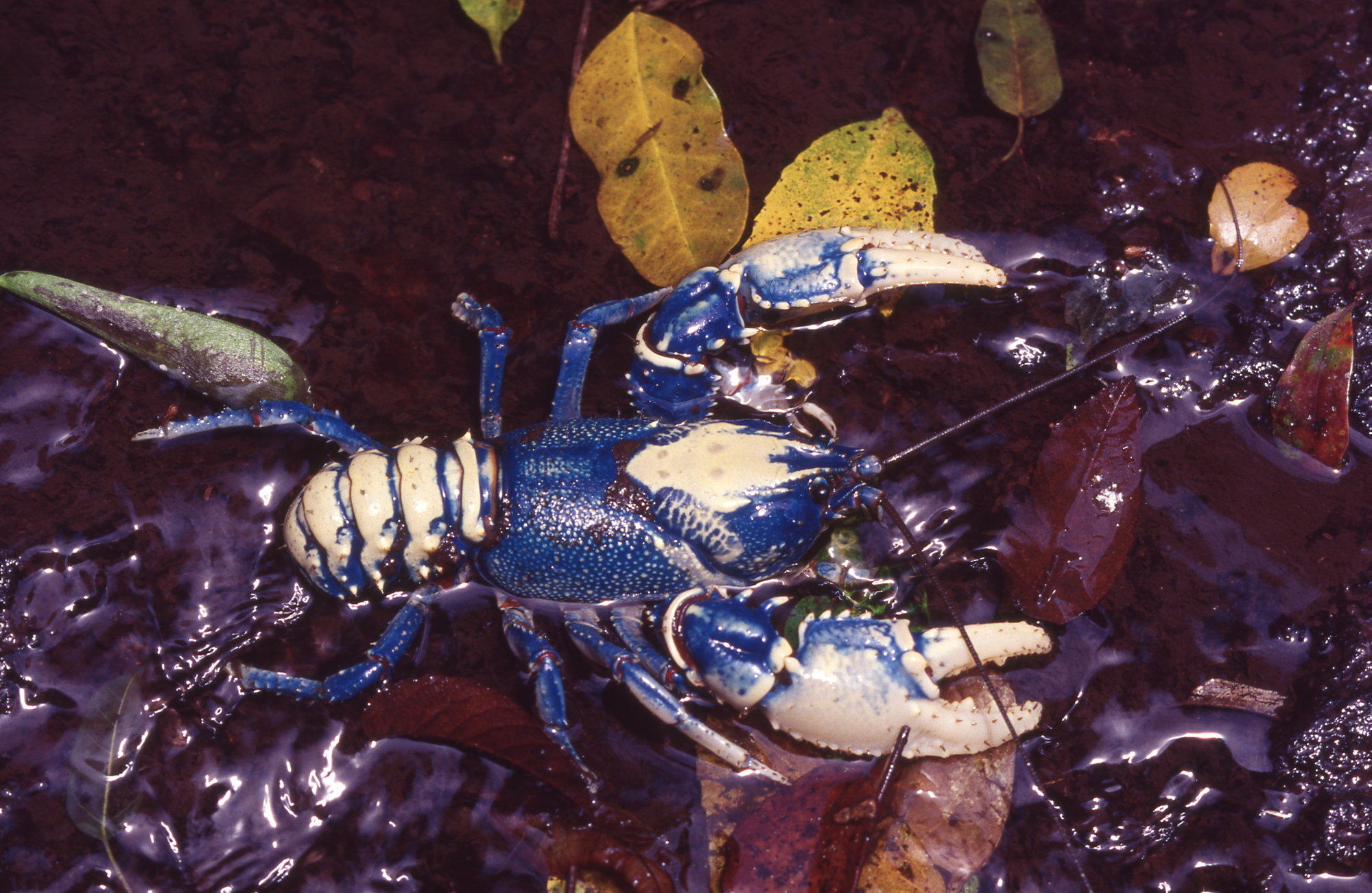 Common Freshwater & Terrestrial Crustaceans of Queensland - Queensland ...