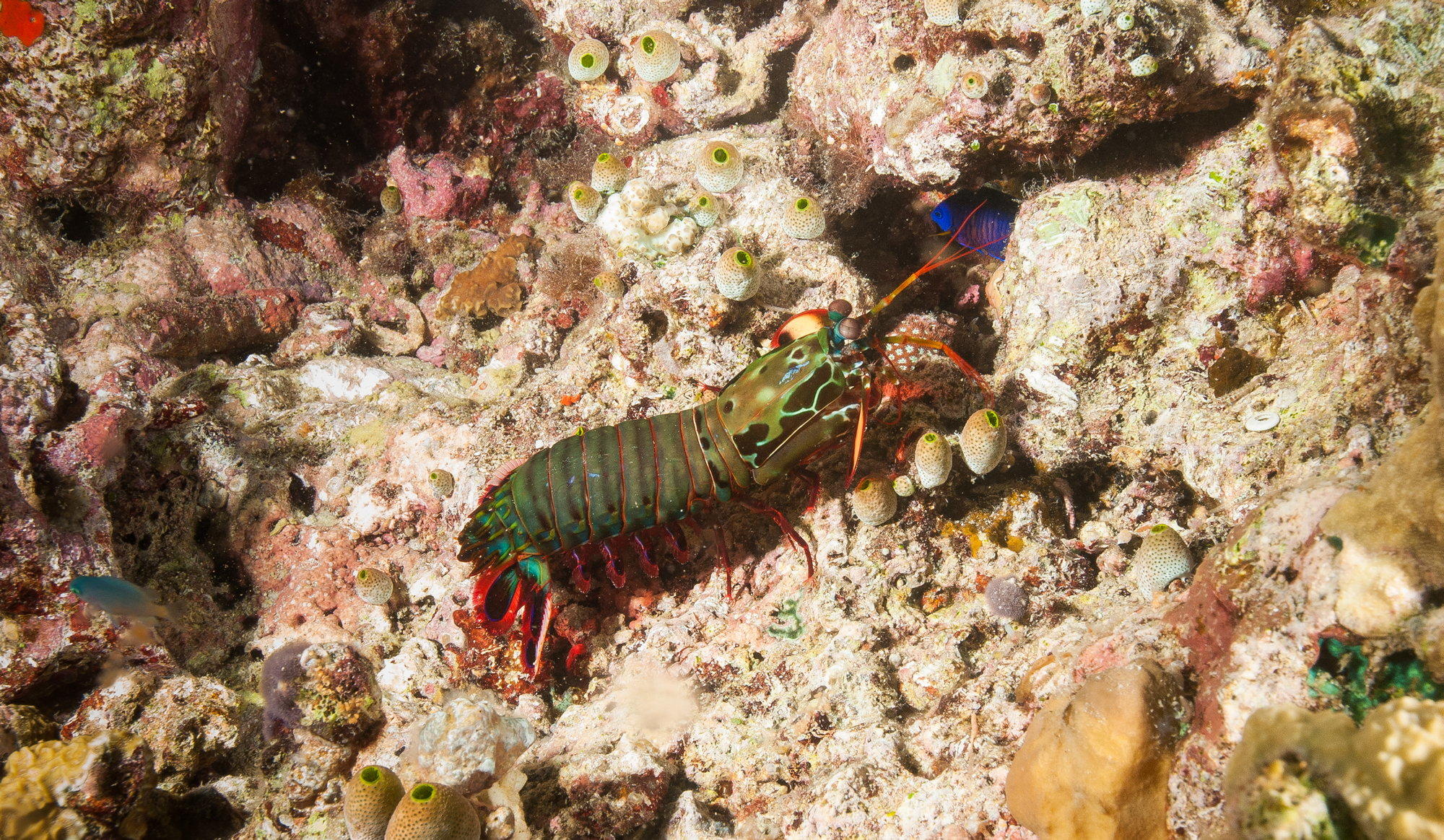 Peacock Mantis Shrimp - Queensland Museum