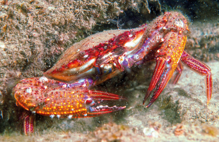Hairy Swimmer Crab - Queensland Museum