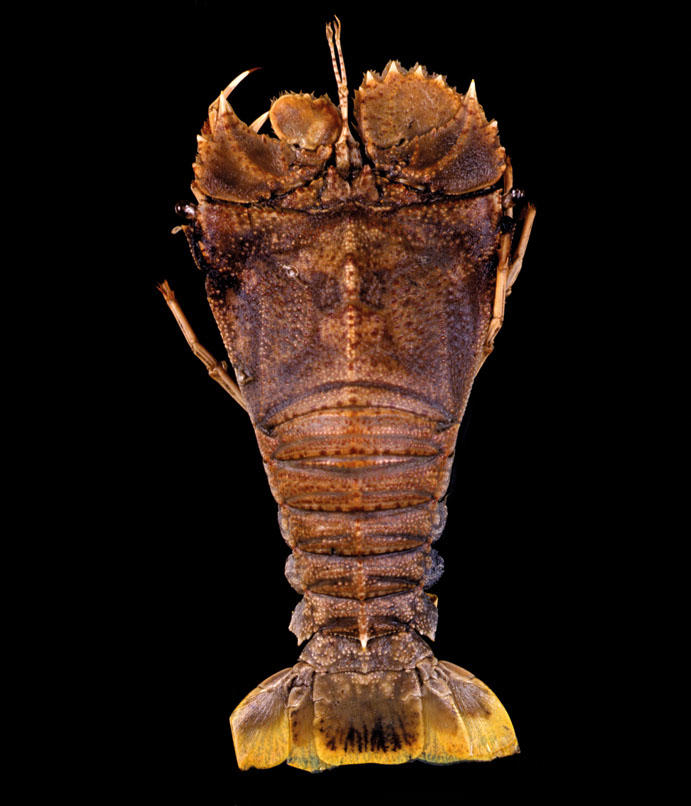 Moreton Bay Bug - Queensland Museum