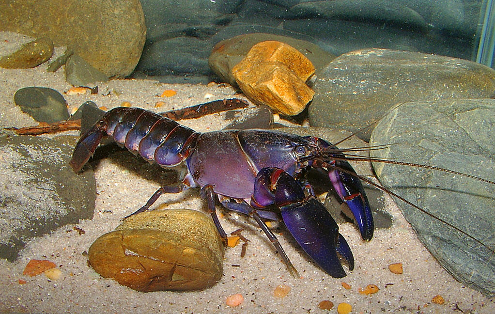 Sand Yabby - Queensland Museum