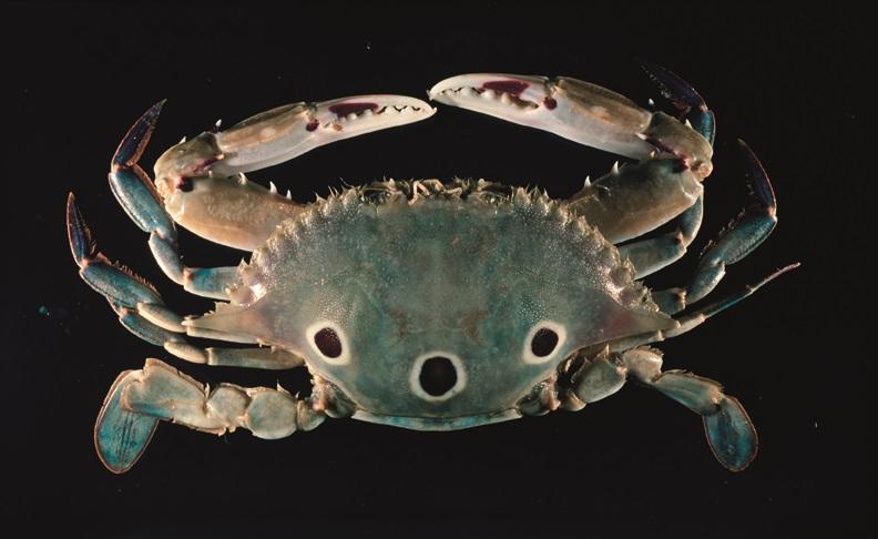 Three-spotted Swimmer Crab - Queensland Museum