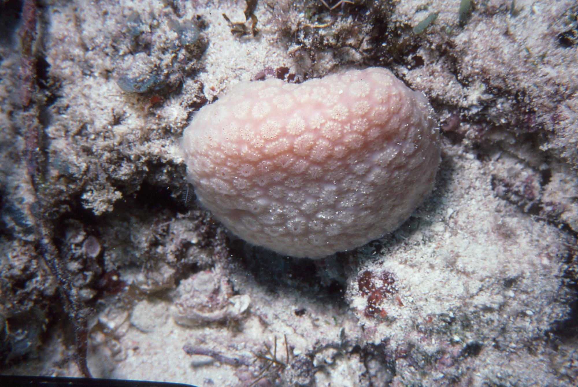 Aplidium longithorax; G307479 - Queensland Museum