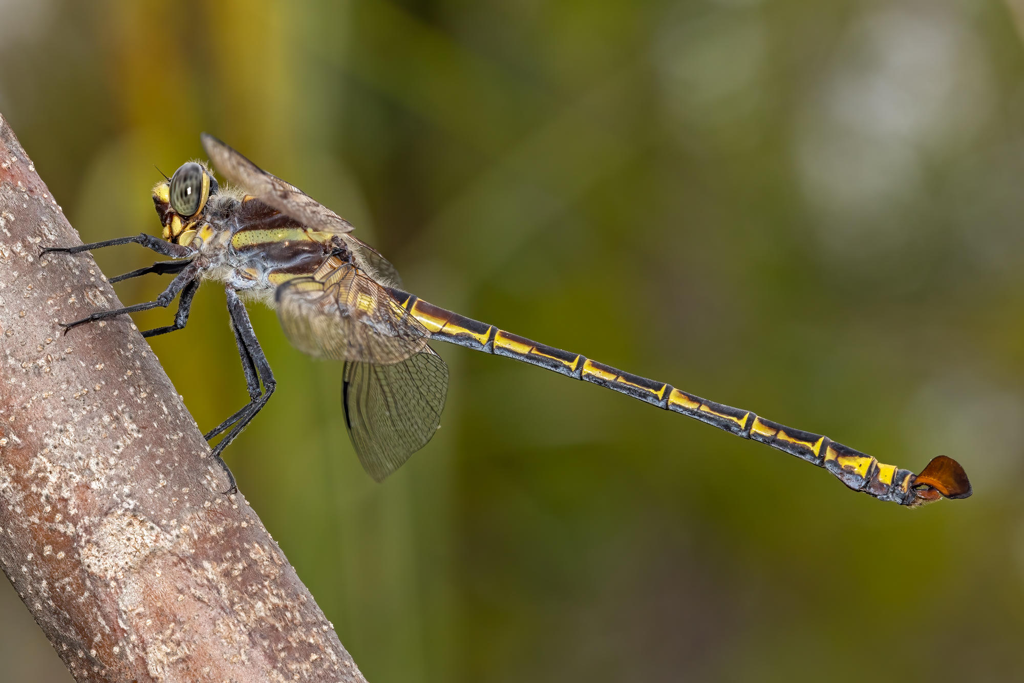Petaltails - Queensland Museum