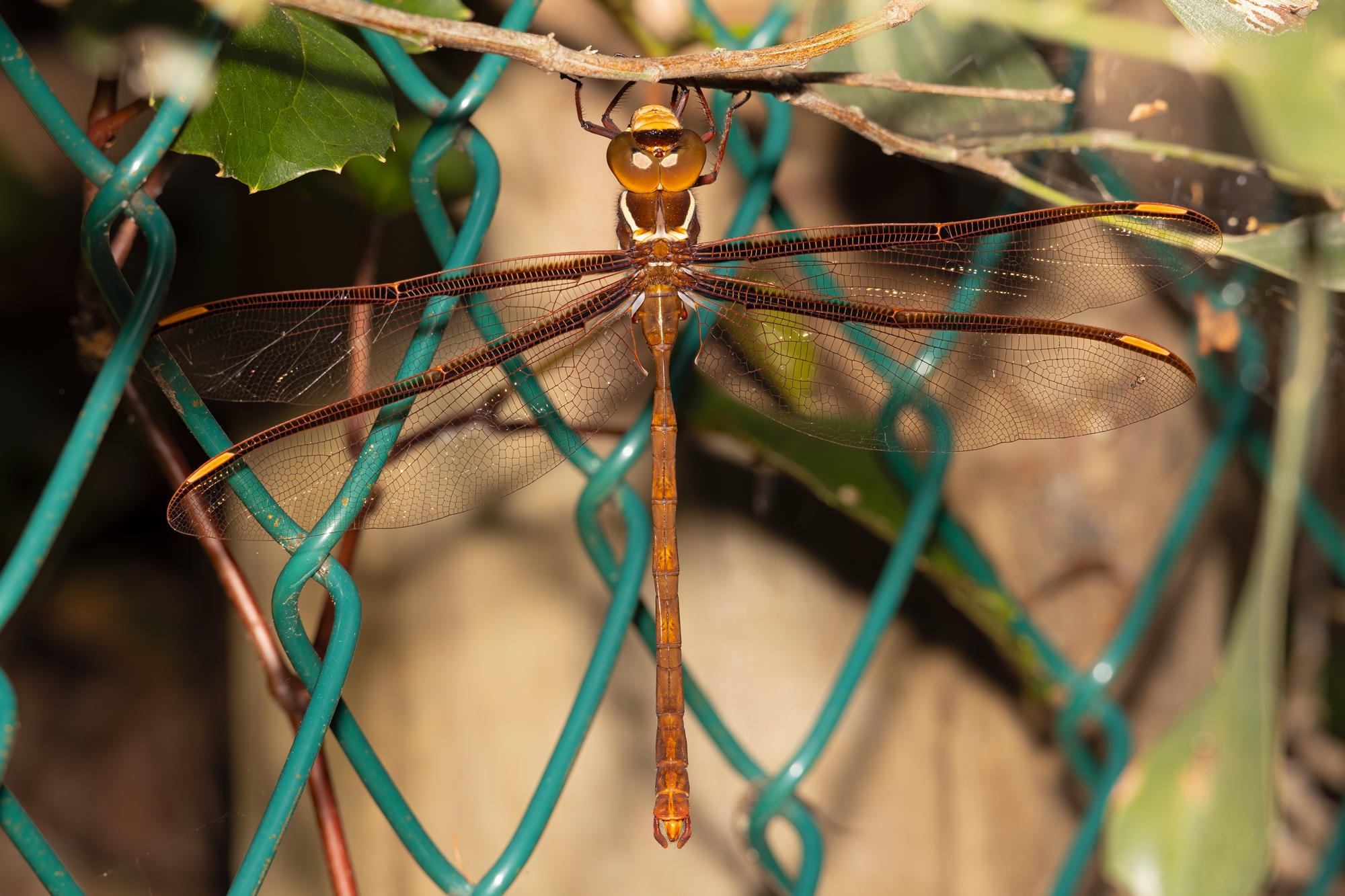 Southern Giant Darner - Queensland Museum
