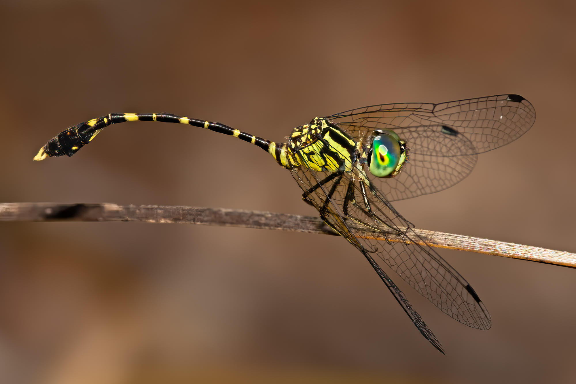 Common Archtail - Queensland Museum