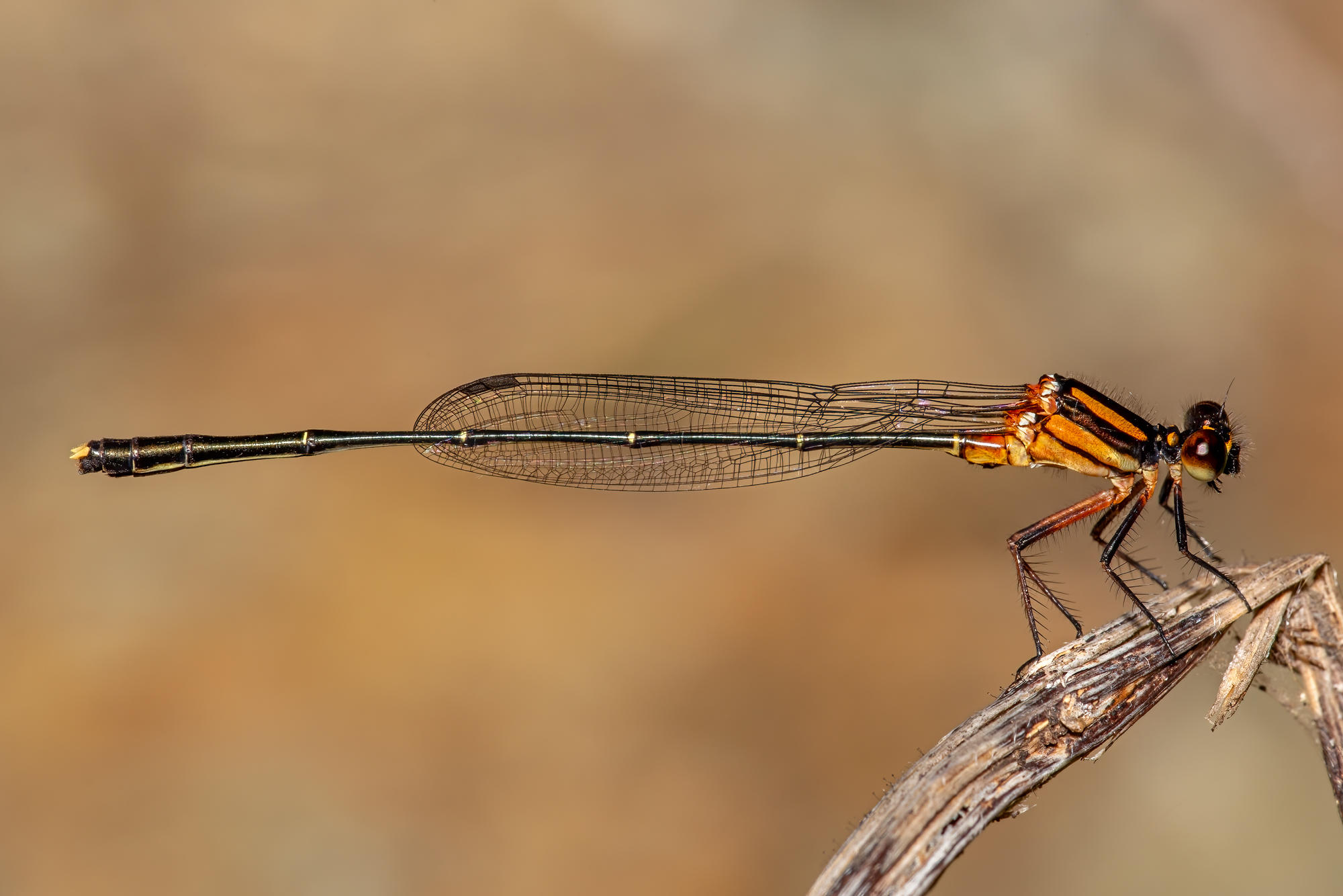 Orange Threadtail - Queensland Museum