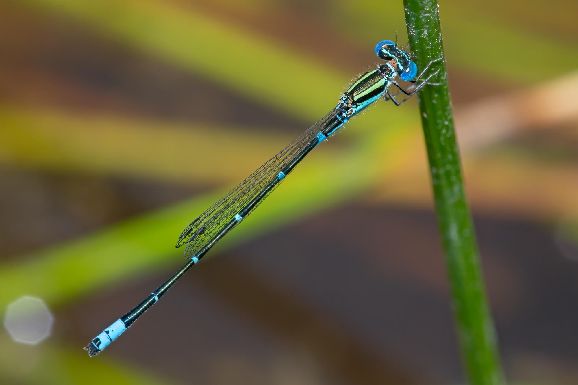 Eastern Billabongfly - Queensland Museum