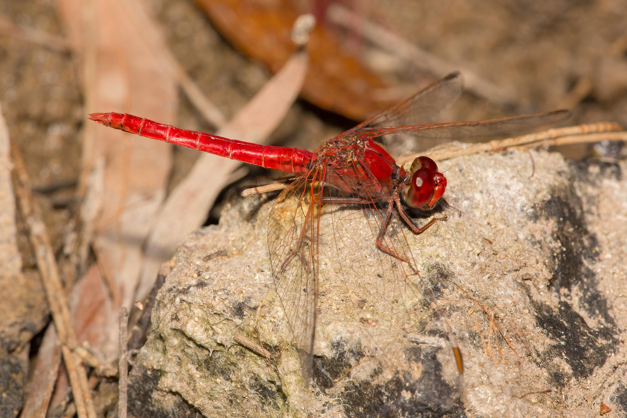 Scarlet Percher - Queensland Museum