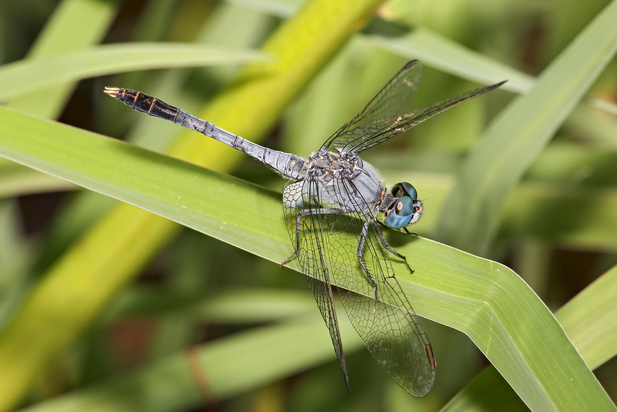 Chalky Percher - Queensland Museum