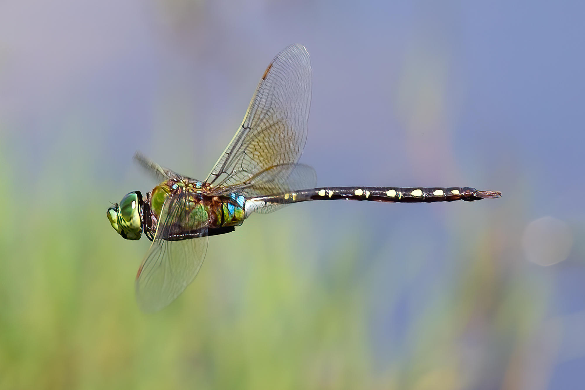 Green Emperor - Queensland Museum