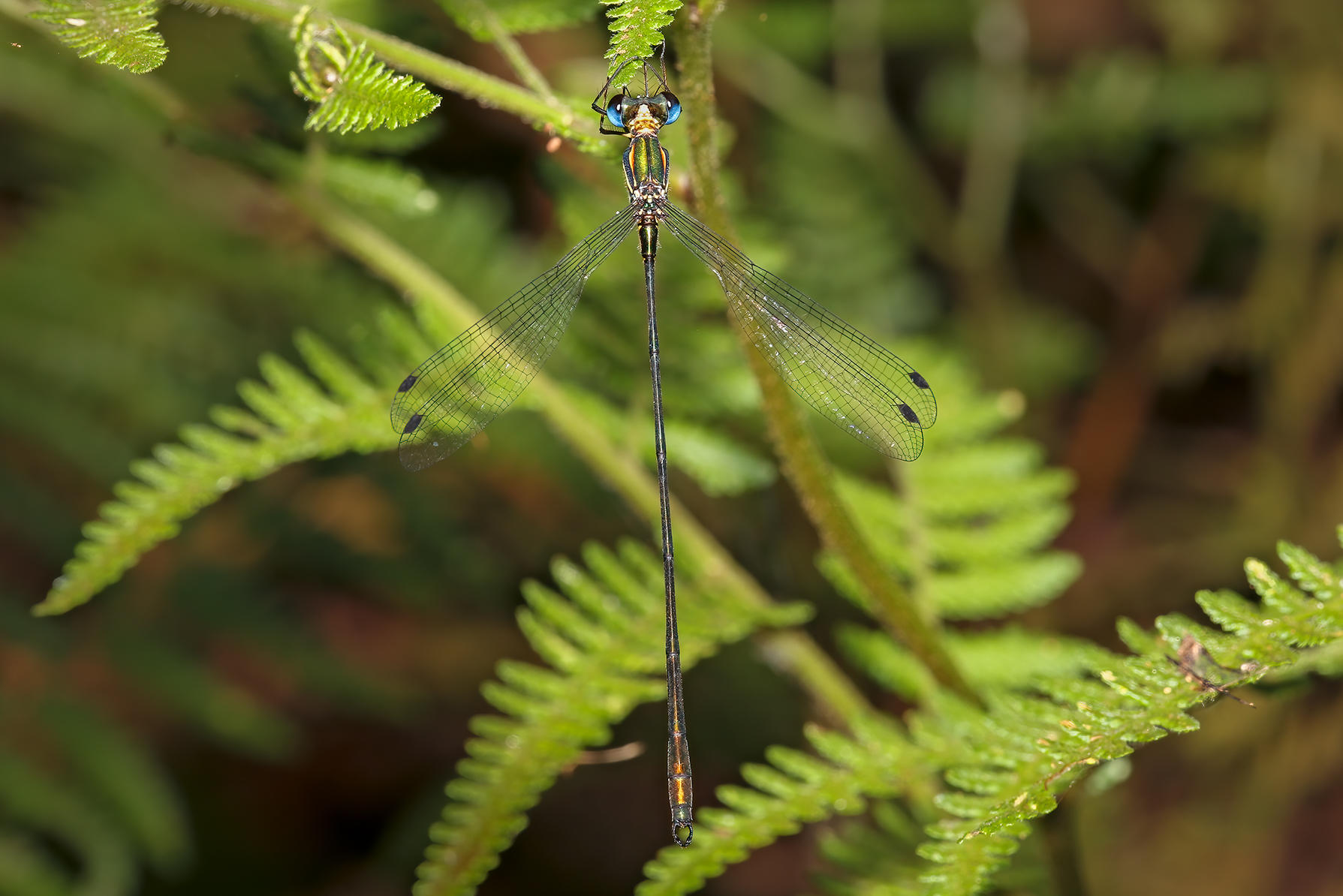 Dragonfly and damselfly biology - Queensland Museum