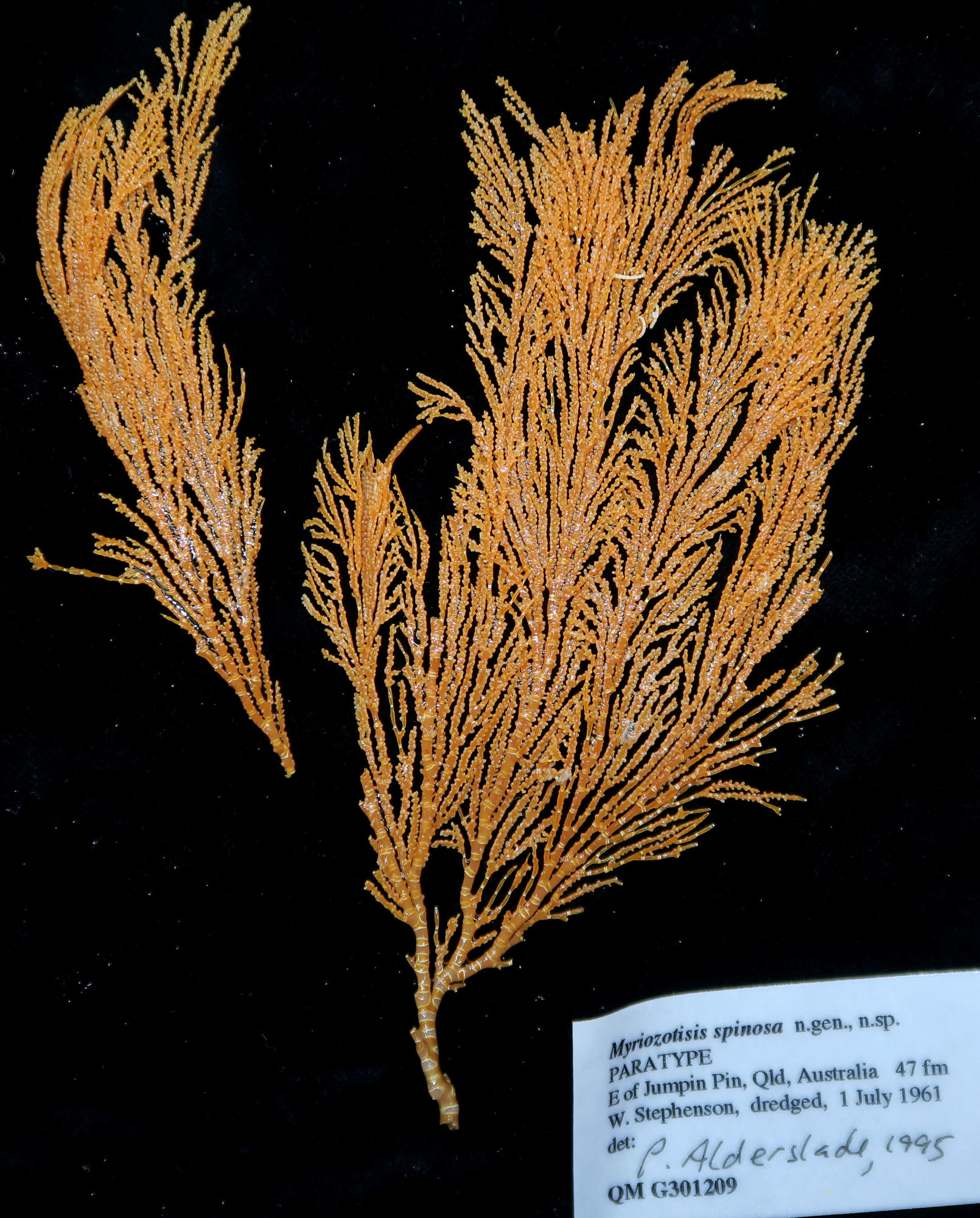Myriozotisis spinosa; G301209 - Queensland Museum