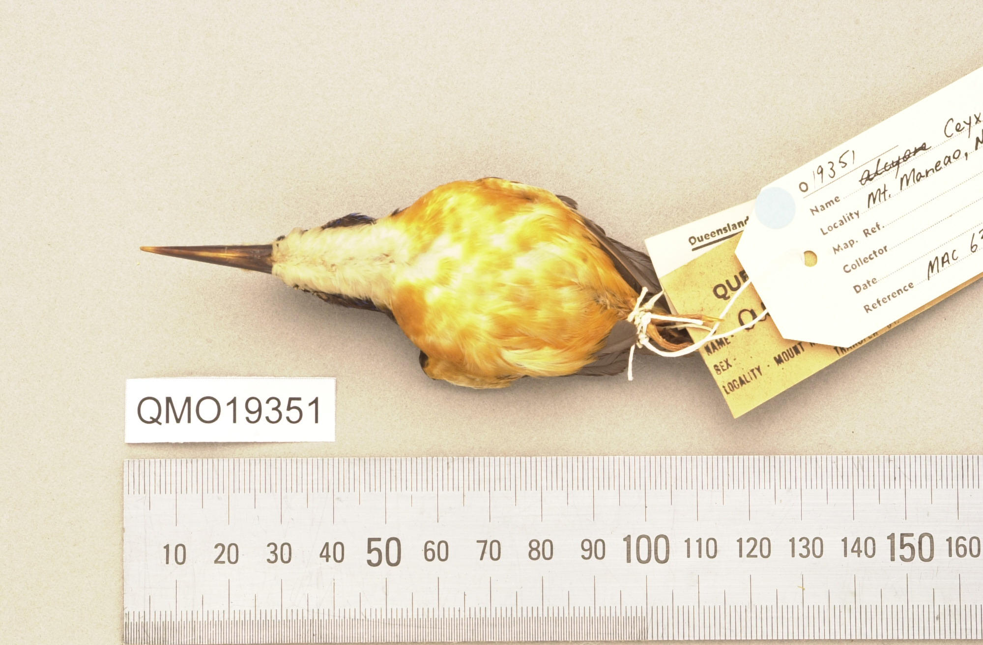 Ceyx lepidus solitarus; O19351 - Queensland Museum