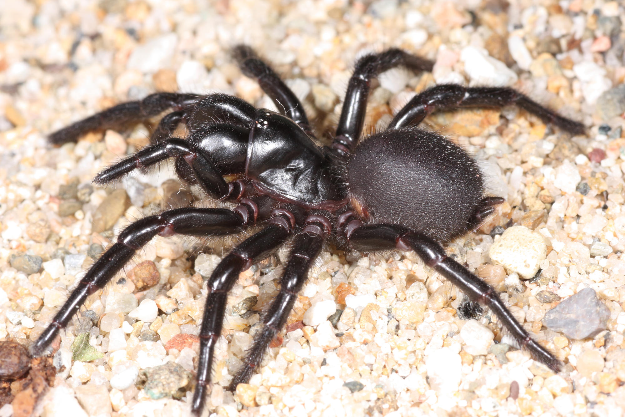 Funnel-web spiders - Queensland Museum