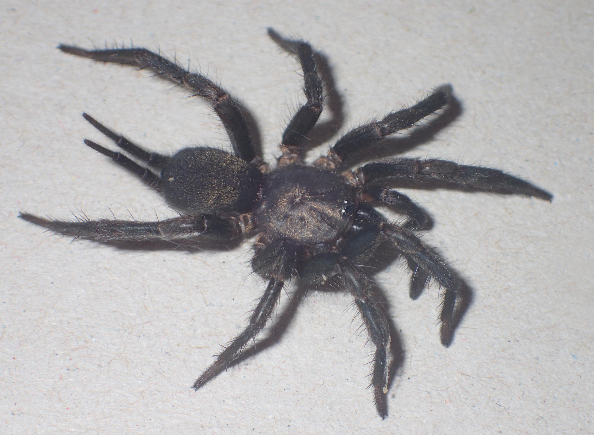 Curtain-web spiders - Queensland Museum