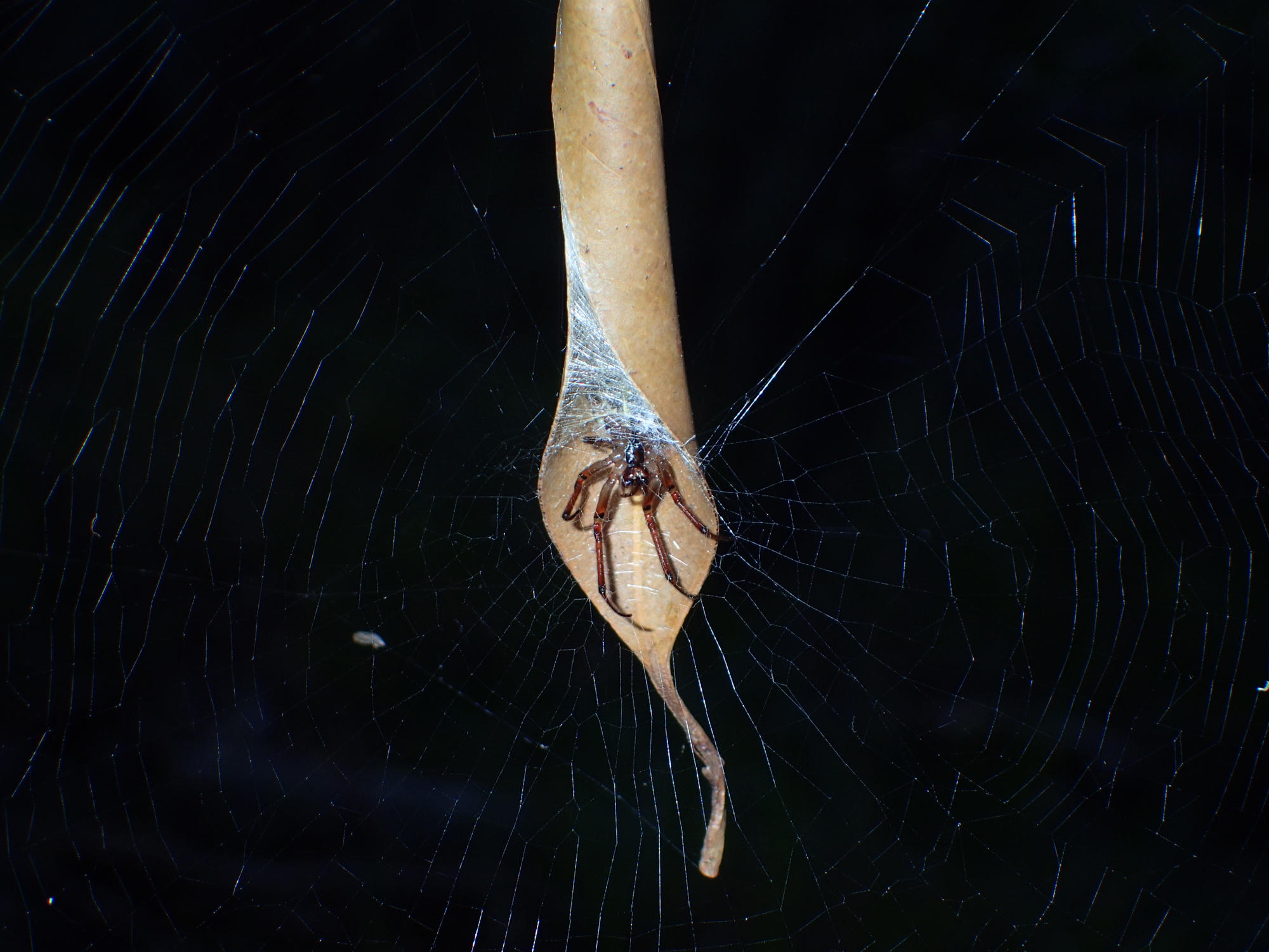 Leaf-curling Spider - Queensland Museum