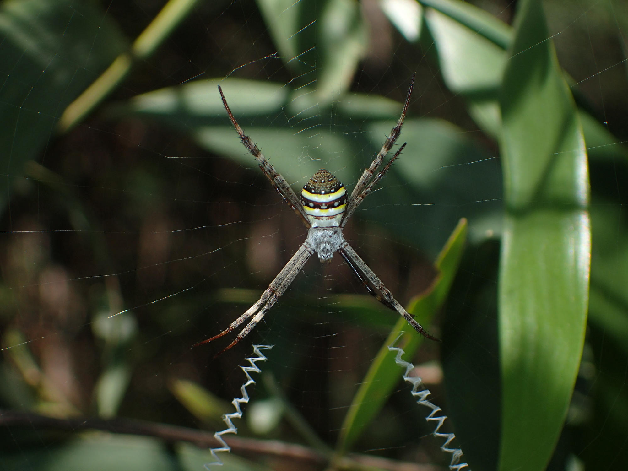 St Andrew's cross spiders - Queensland Museum