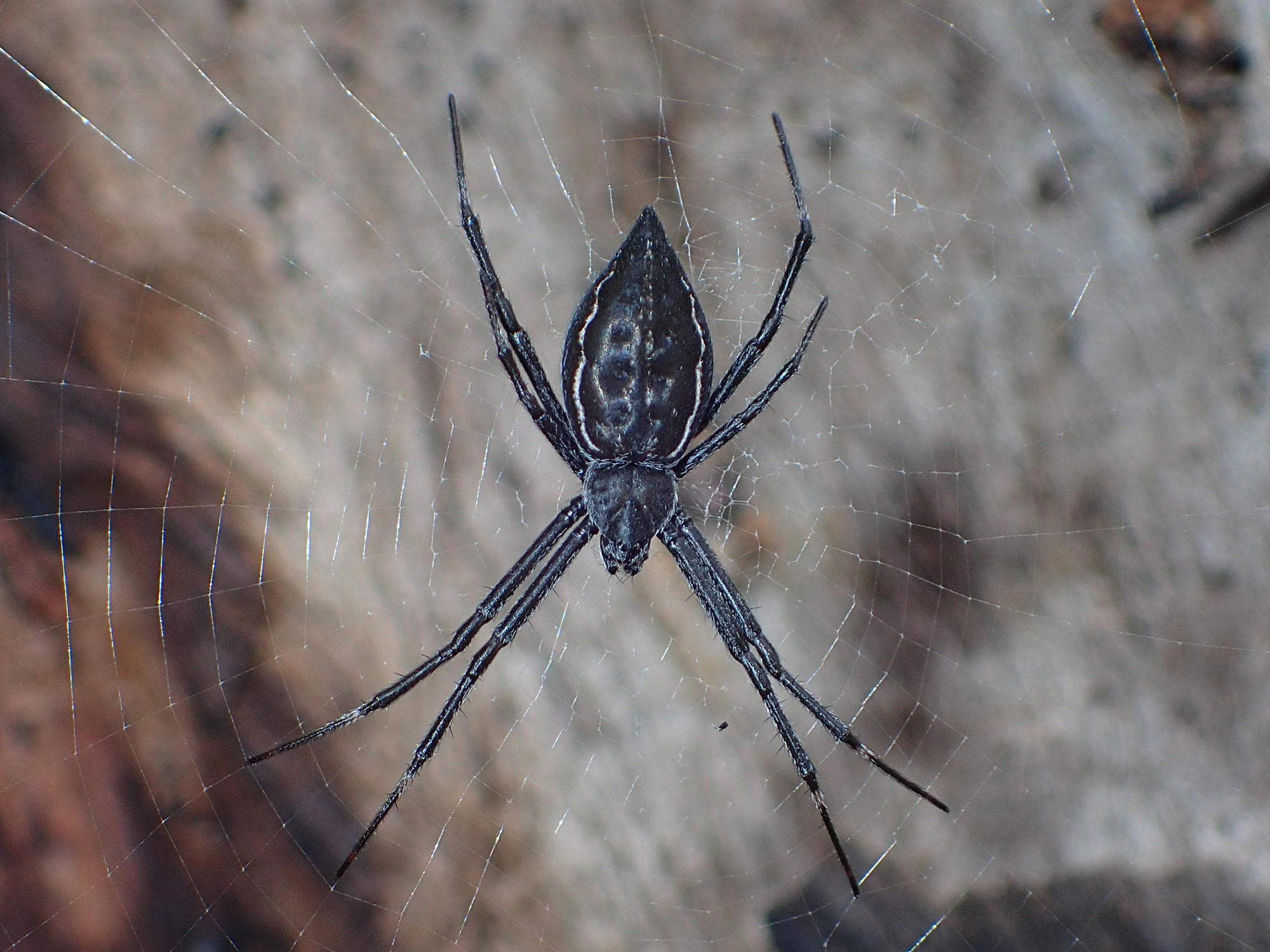 Bark-hugging St Andrew's Cross Spider - Queensland Museum