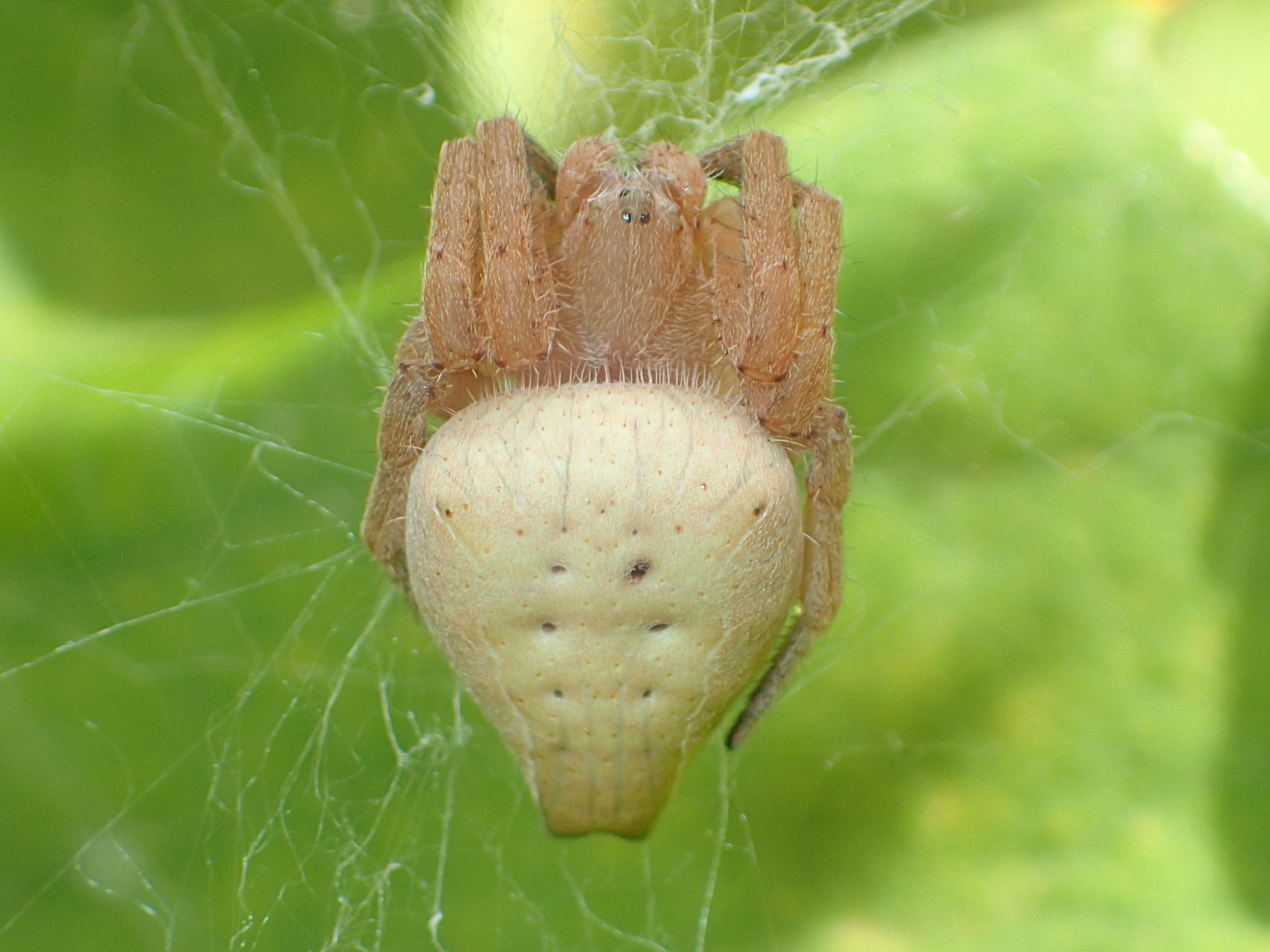 Tent-web spiders - Queensland Museum