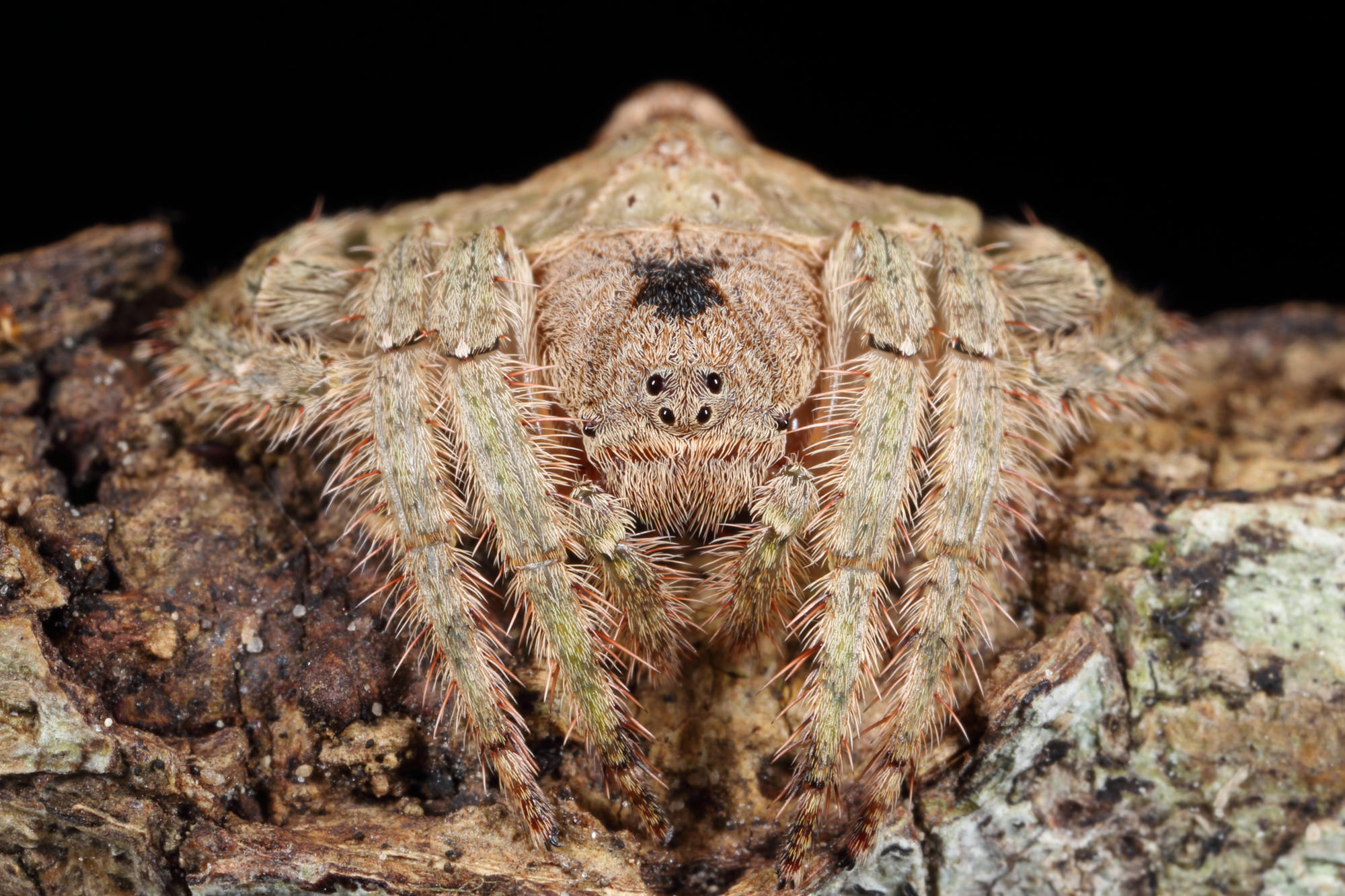 Wrap-around Spiders - Queensland Museum