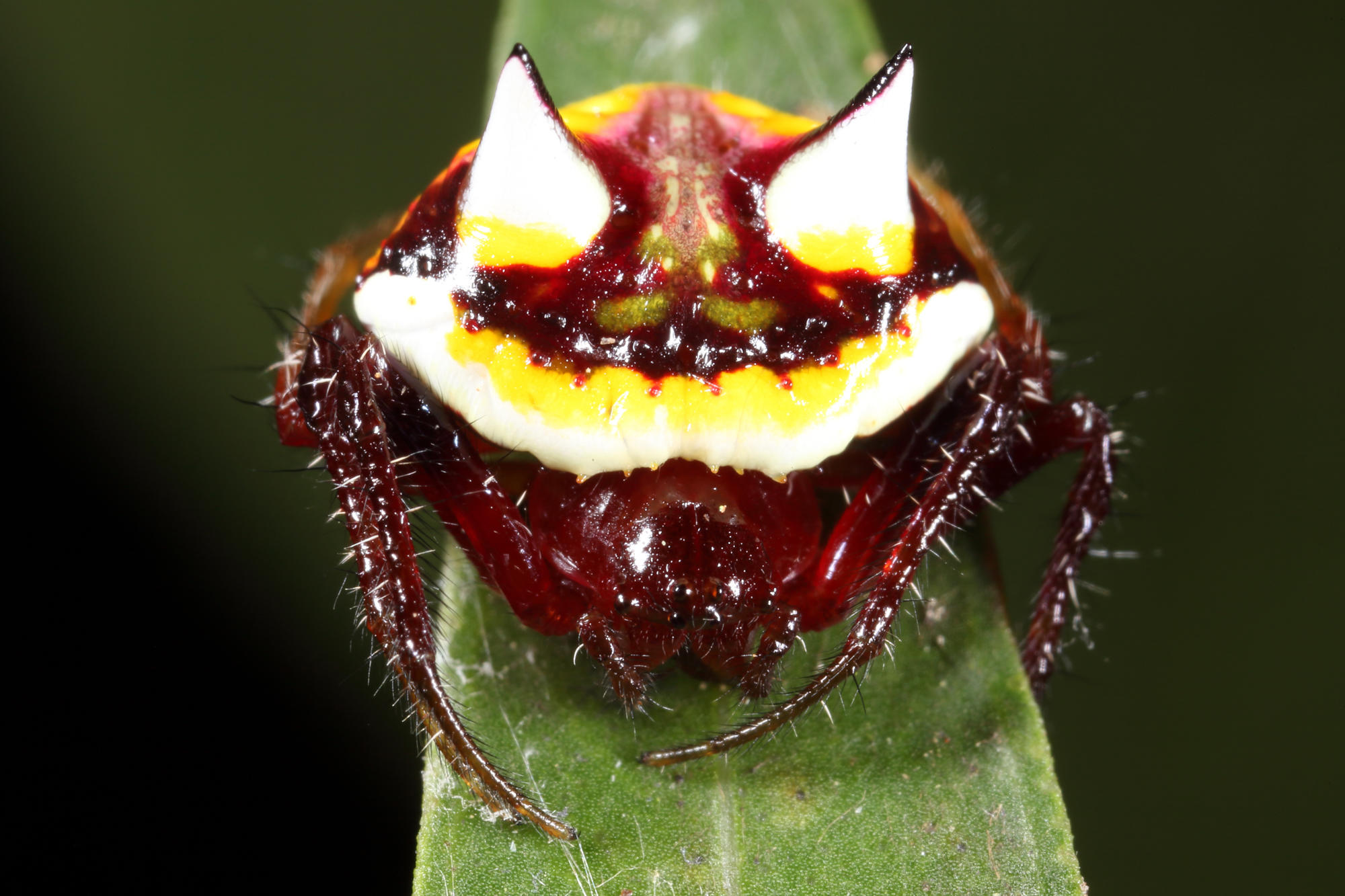 Two-spined Spider - Queensland Museum