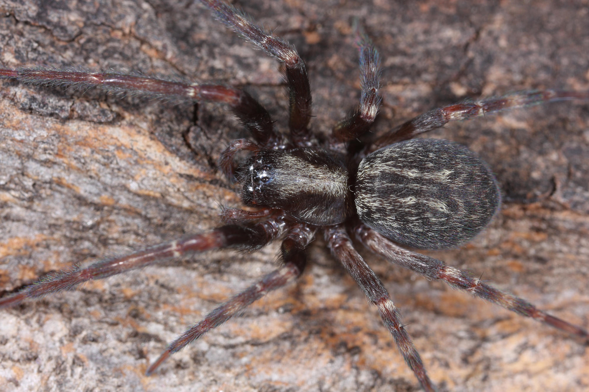 Dark House Spider Black House Spider (Badumna Insignis) | Arachnipedia
