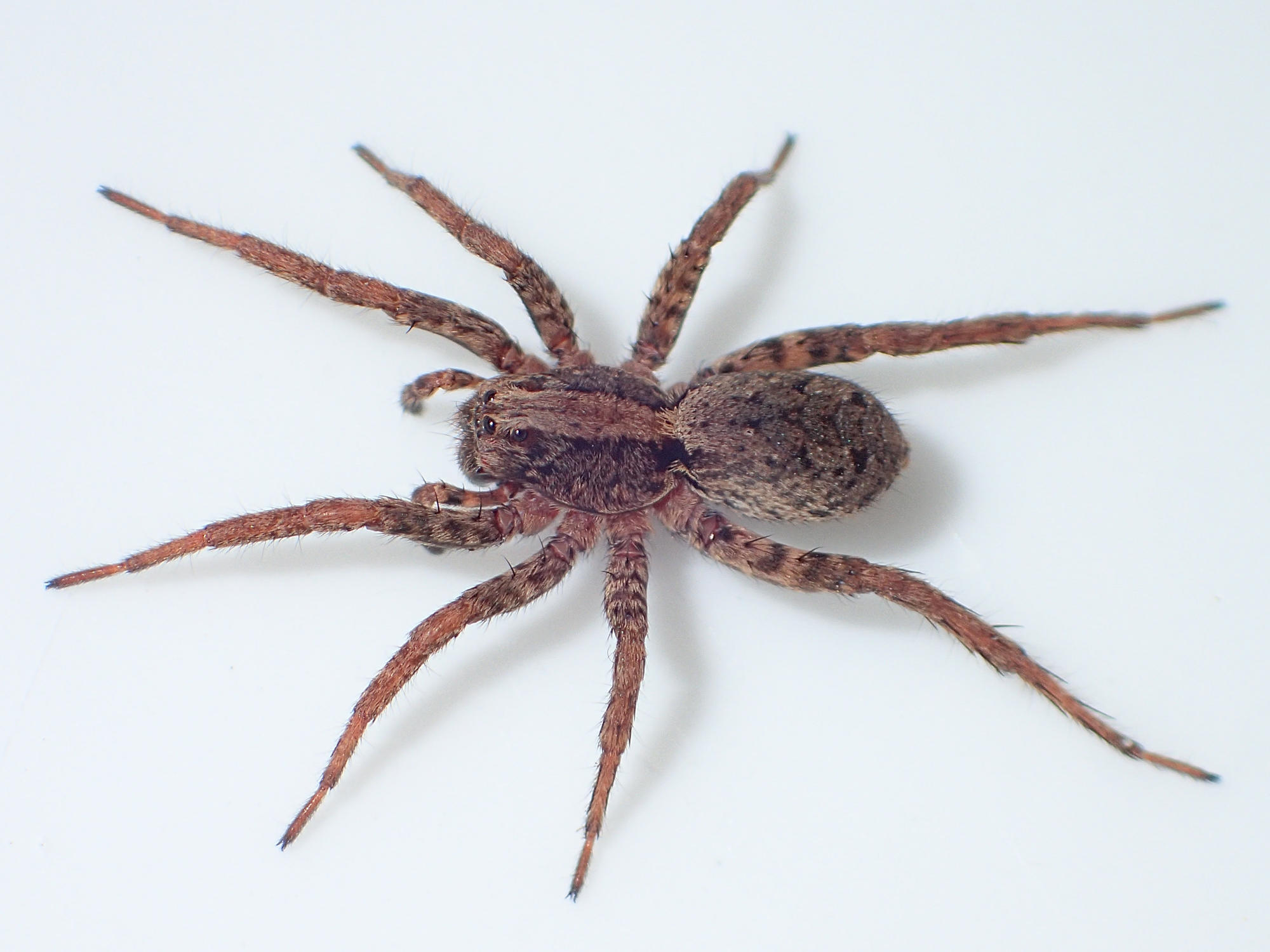 Small Striped Wolf Spiders - Queensland Museum