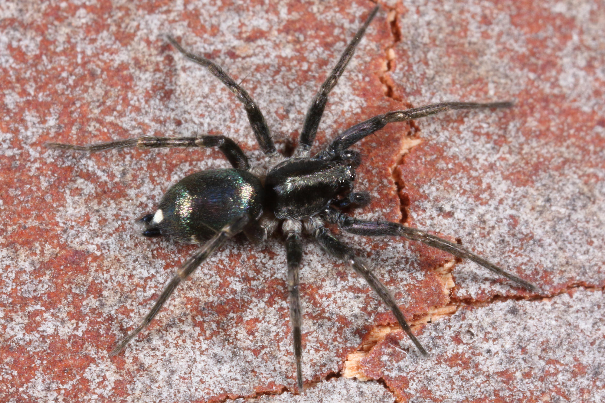 Sheet-web Wolf Spider - Queensland Museum